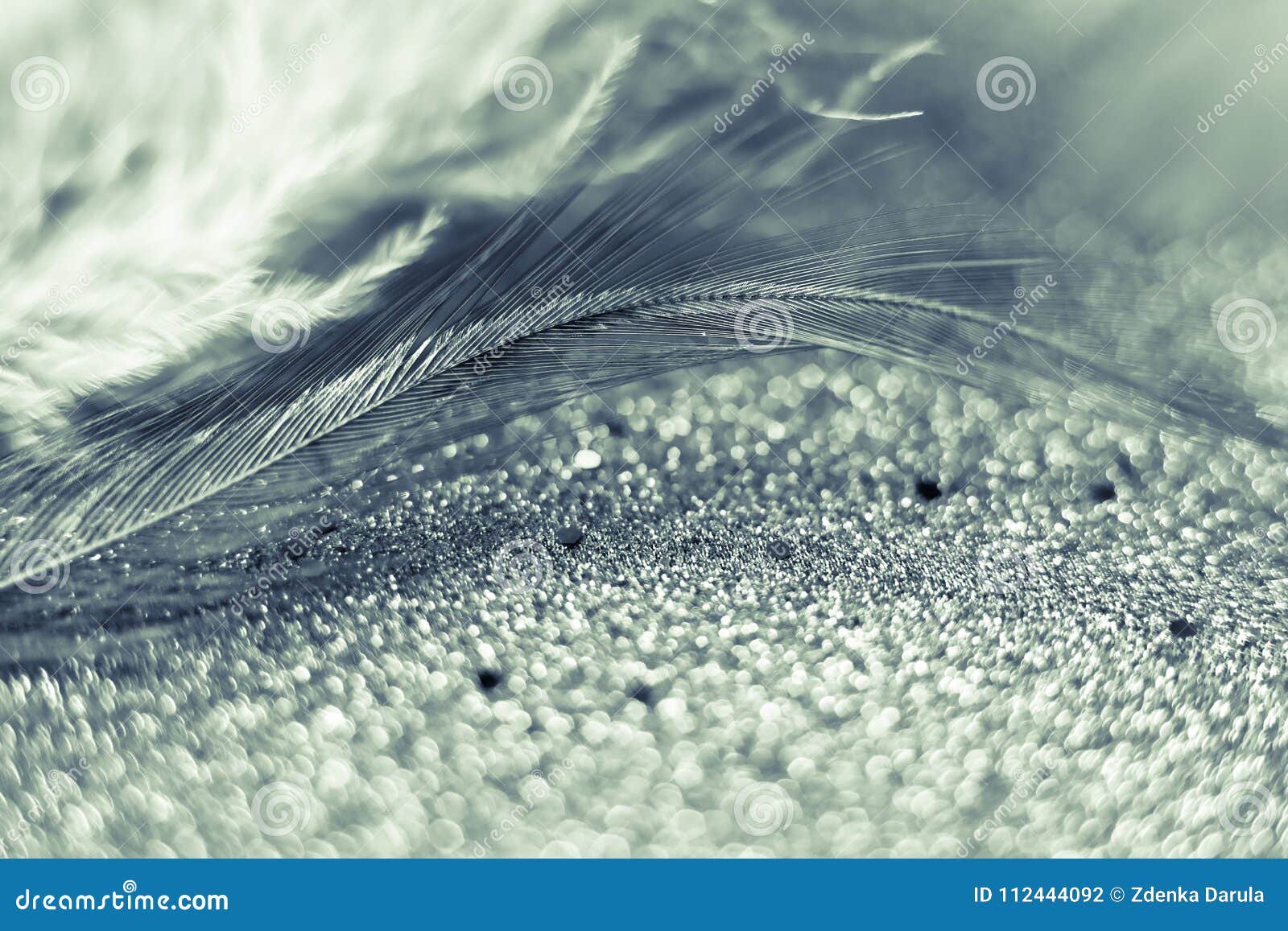 Macro Shot of Feather and Glitter Stock Photo - Image of shine, feather ...