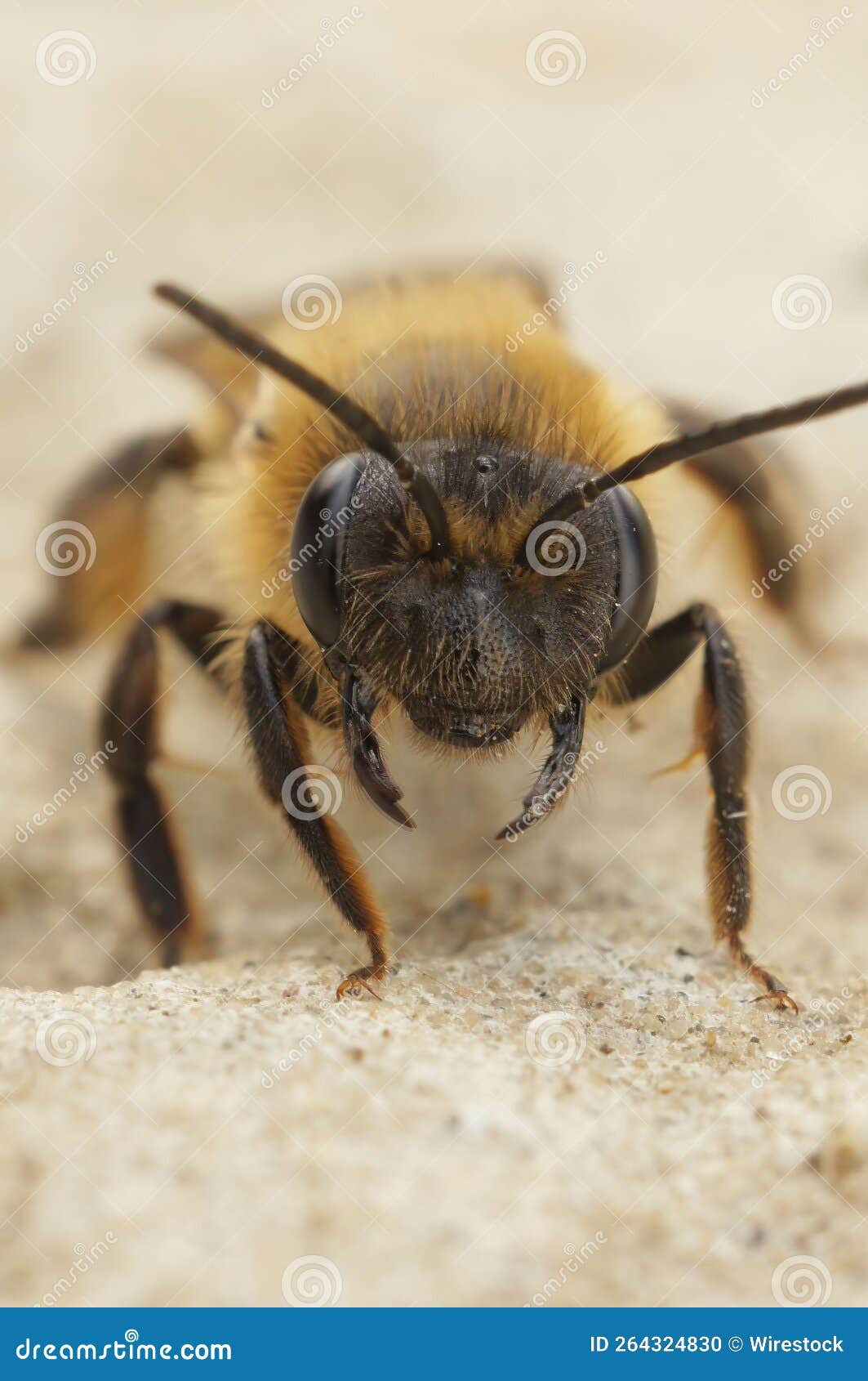 Macro Shot of a Female Andrena Carantonica, a Chocolate Mining Bee on a ...