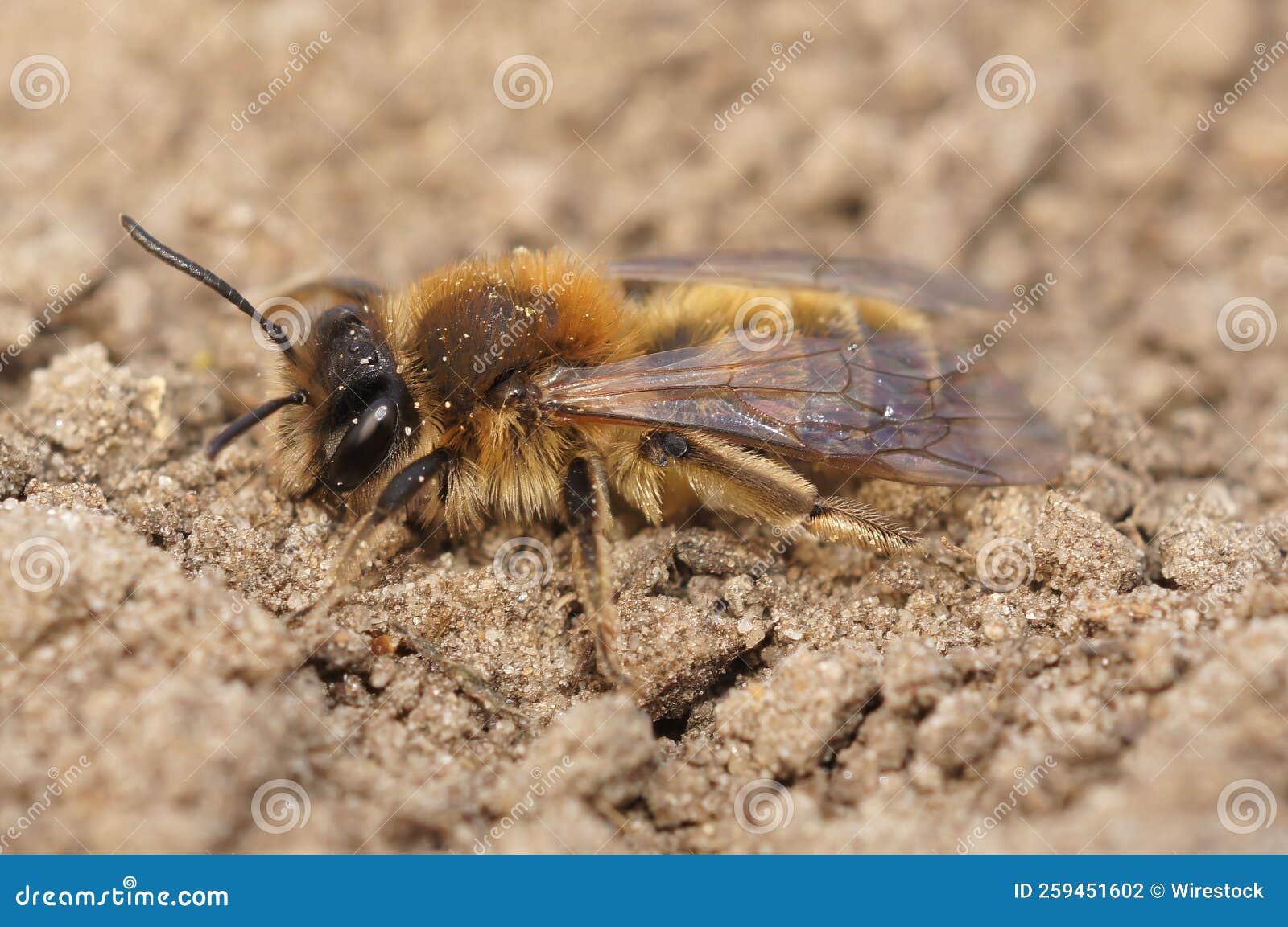 Macro Shot of a Female Andrena Praecox Stock Photo - Image of praecox ...