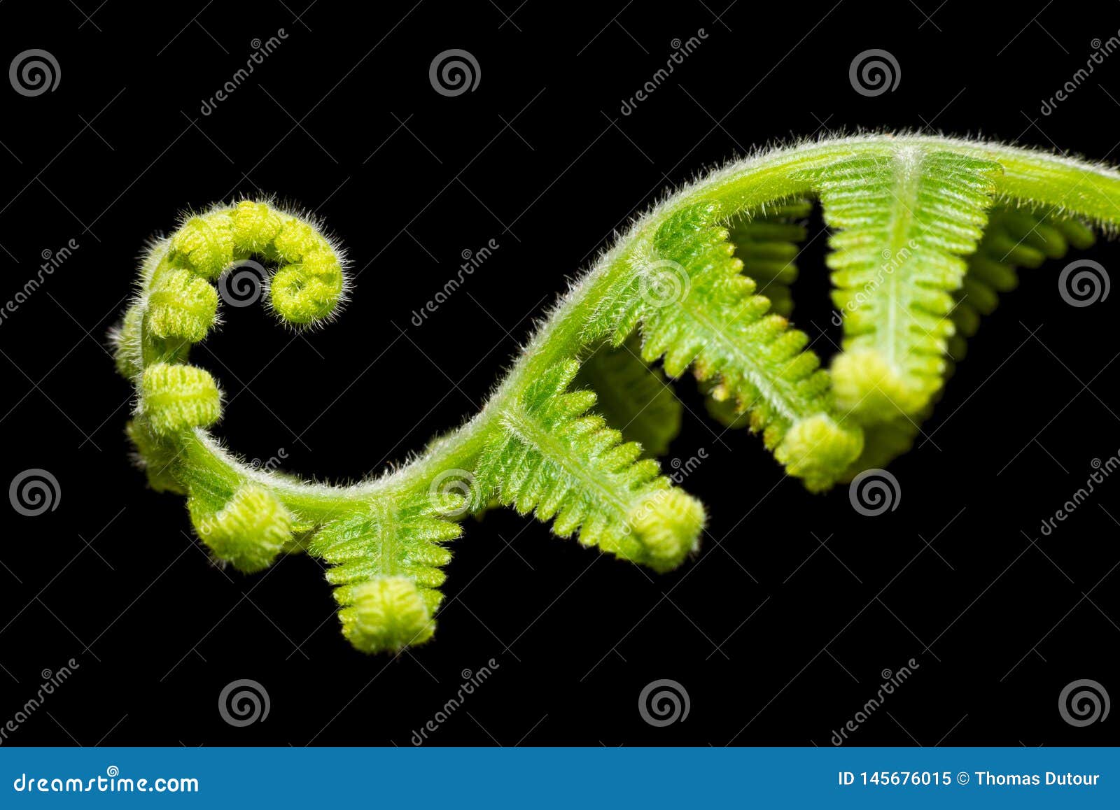 Macro shot of fern leaf stock image. Image of botany - 145676015