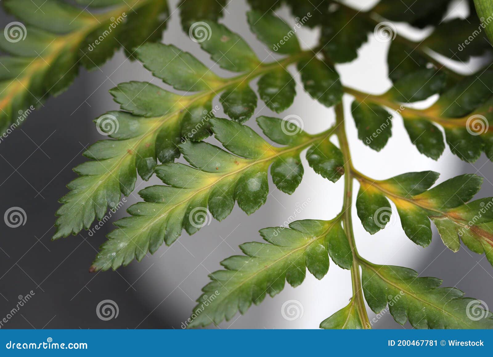 Macro Shot of a Fern Plant Leaf Stock Image - Image of forest, nature ...
