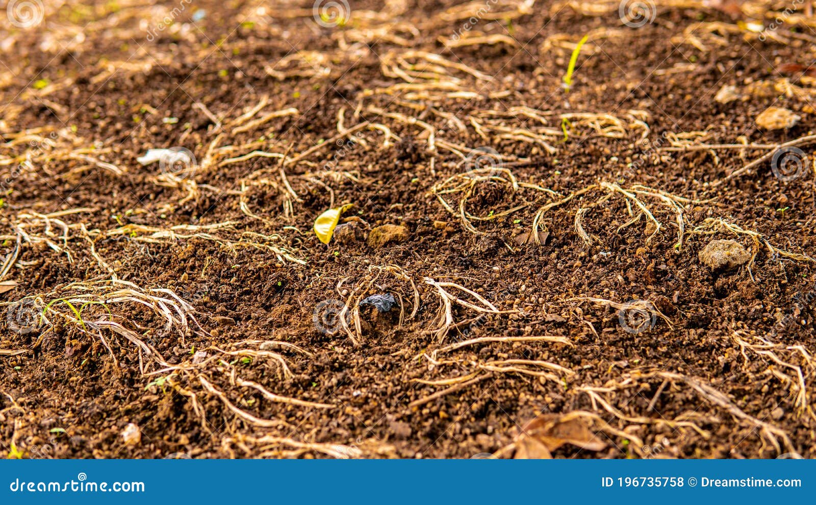 Macro Shot of a Fertile Ground Stock Photo - Image of fall, environment ...