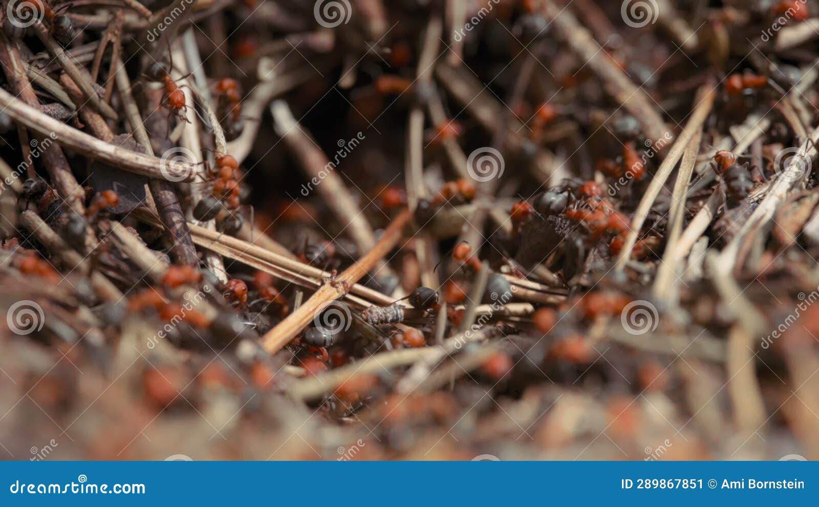 Macro Shot of Fire Ants Colony Running on the Forest Ground Stock Video ...