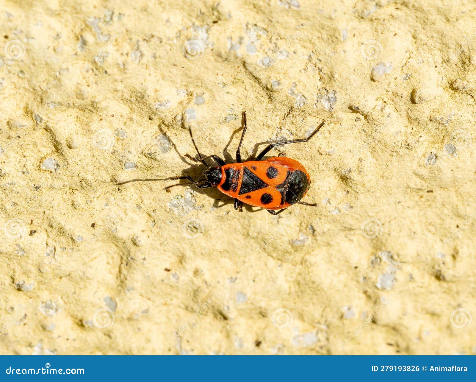 Macro Shot Fire Bug on the Wall Stock Photo - Image of animal, insect ...