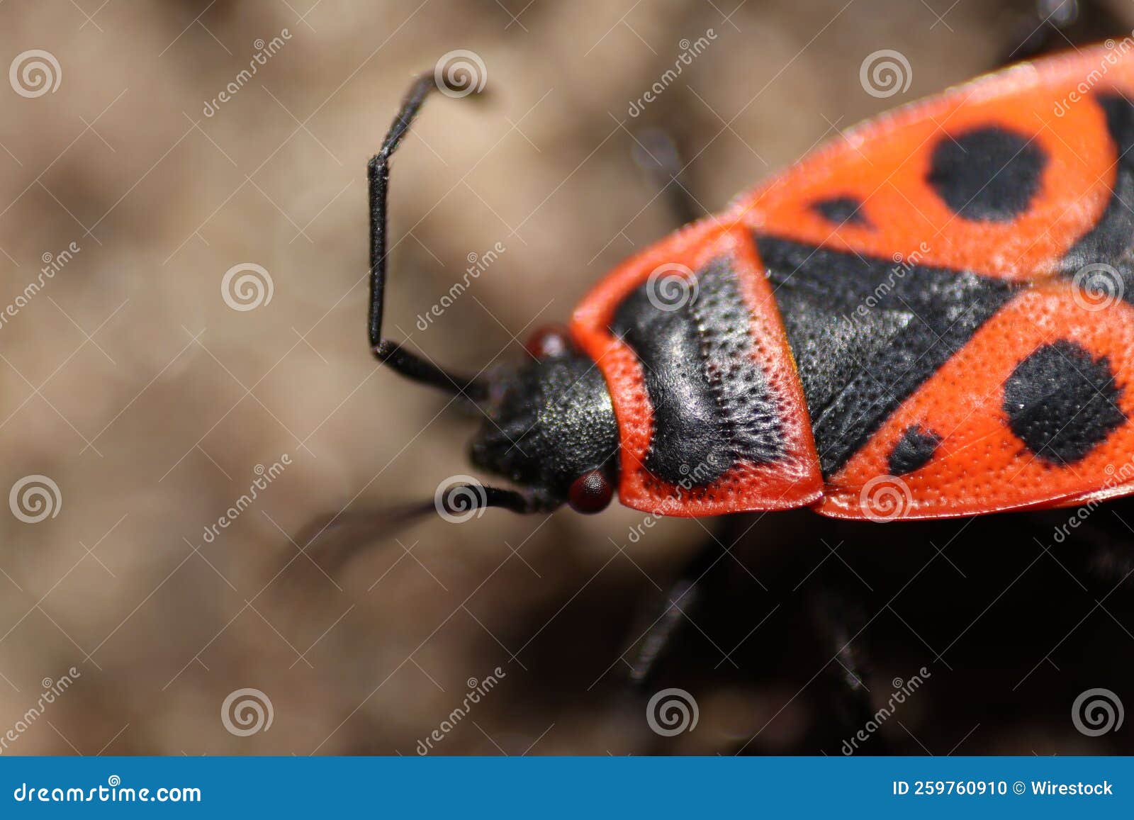 Macro Shot of a Firebug, Pyrrhocoris Apterus. Stock Photo - Image of ...