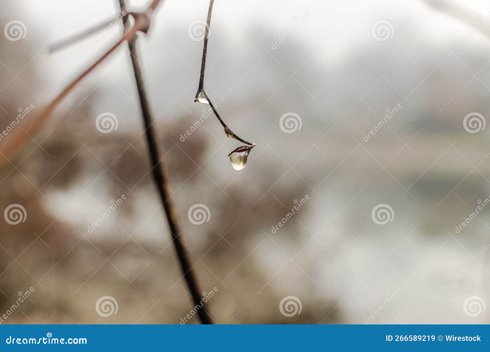 Macro Shot of the First Morning Drops of Dew on a Dried Stem on an ...