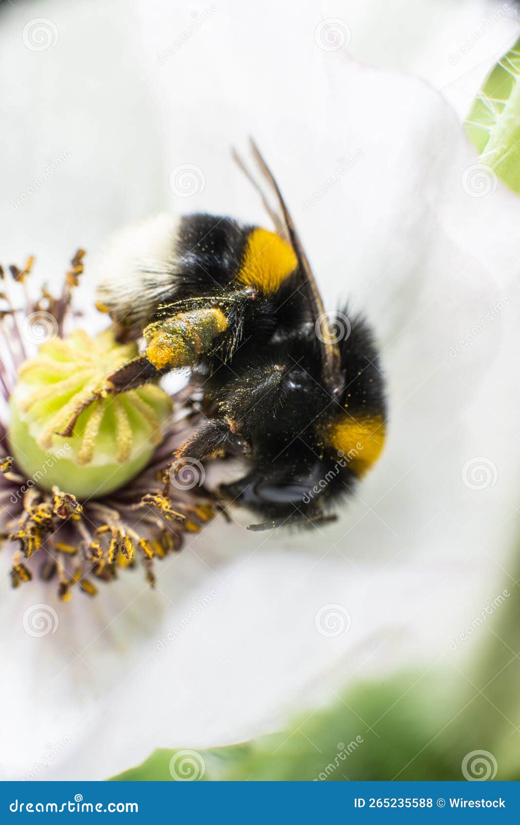 Macro Shot of a Fluffy Bumblebee on a White Flower Stock Photo - Image ...