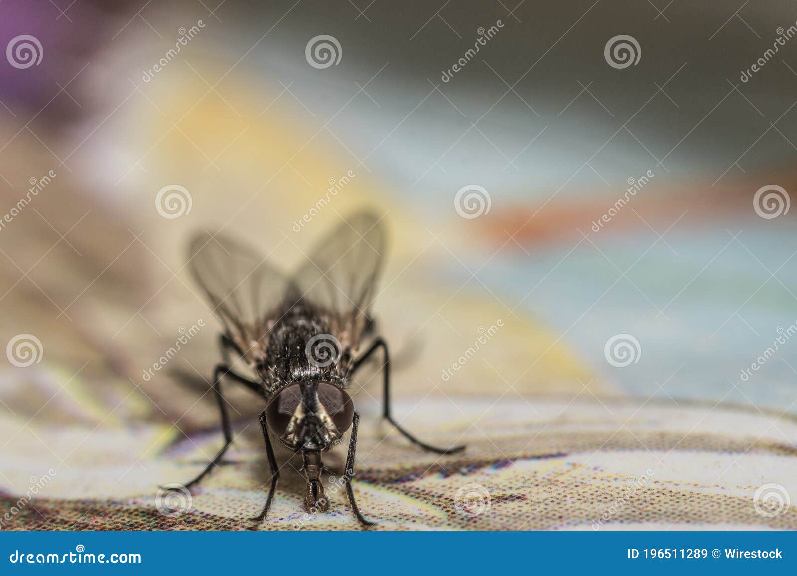 Macro shot of a fly stock image. Image of close, shot - 196511289