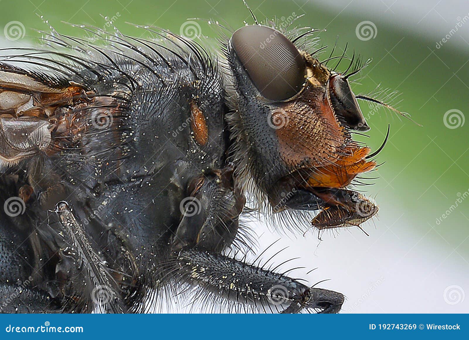 Macro Shot of a Fly with Amazing Details of a Face Stock Image - Image ...