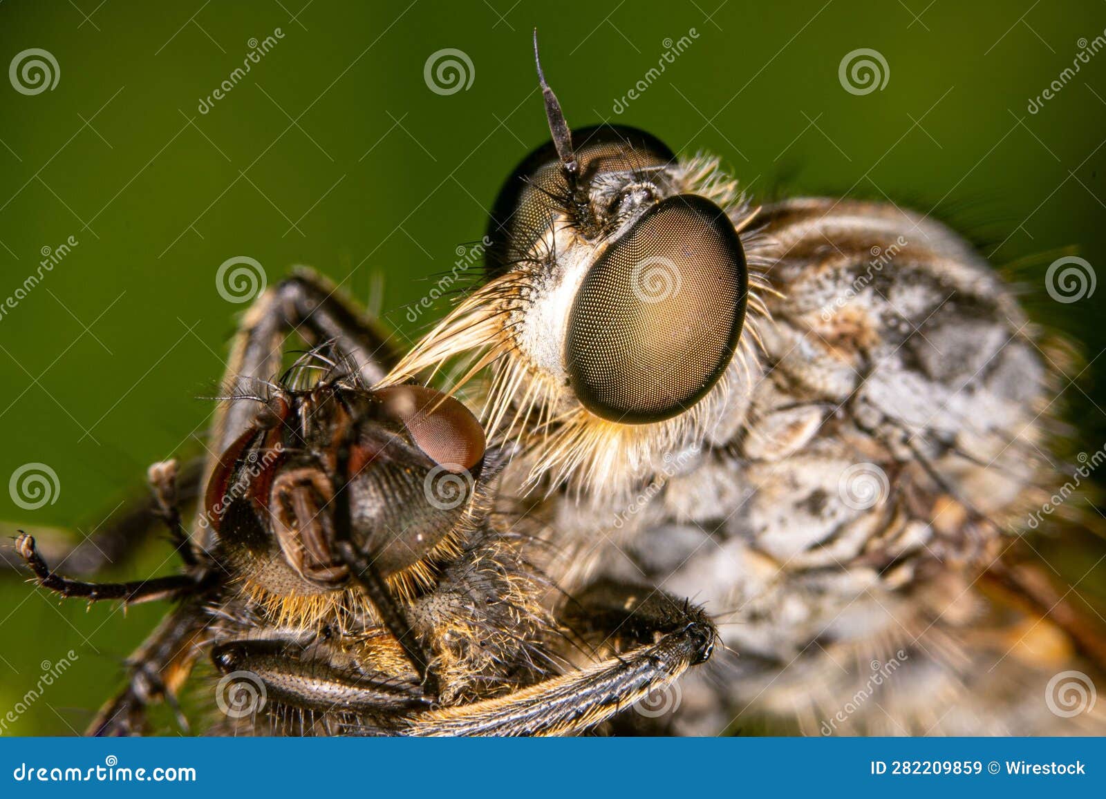 Macro Shot of a Fly with Compound Eyes Open Stock Image - Image of ...