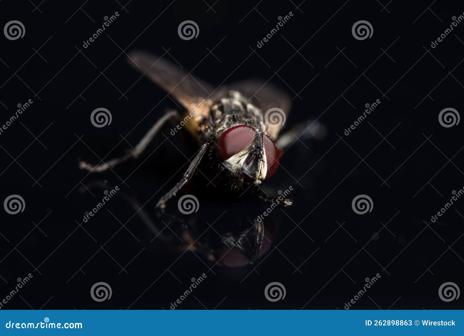 Macro Shot of a Fly & X28;Diptera& X29; on the Black Mirroring Surface ...