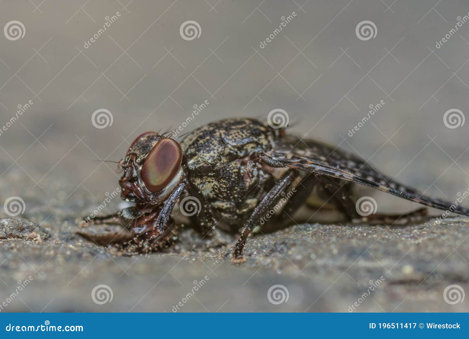 Macro Shot of a Fly on the Ground Stock Image - Image of wildlife, life ...