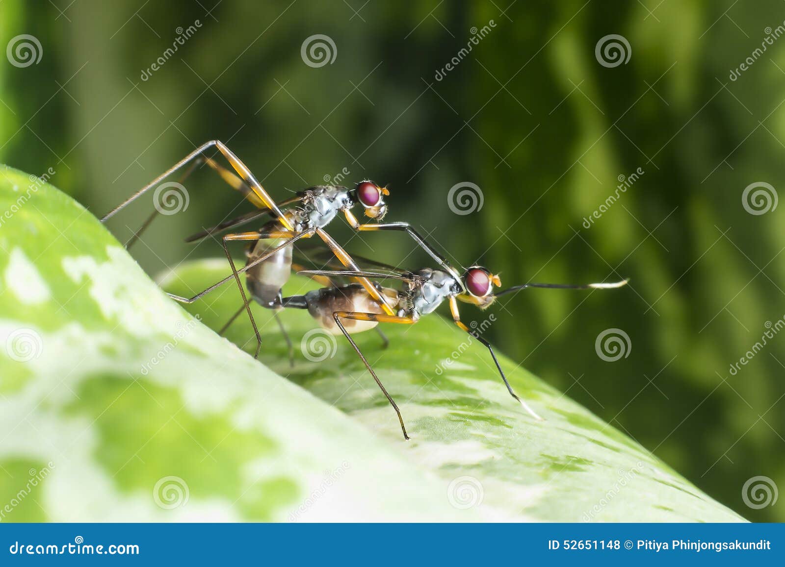A Macro Shot of Fly, Insects Mating Stock Photo - Image of outdoor ...