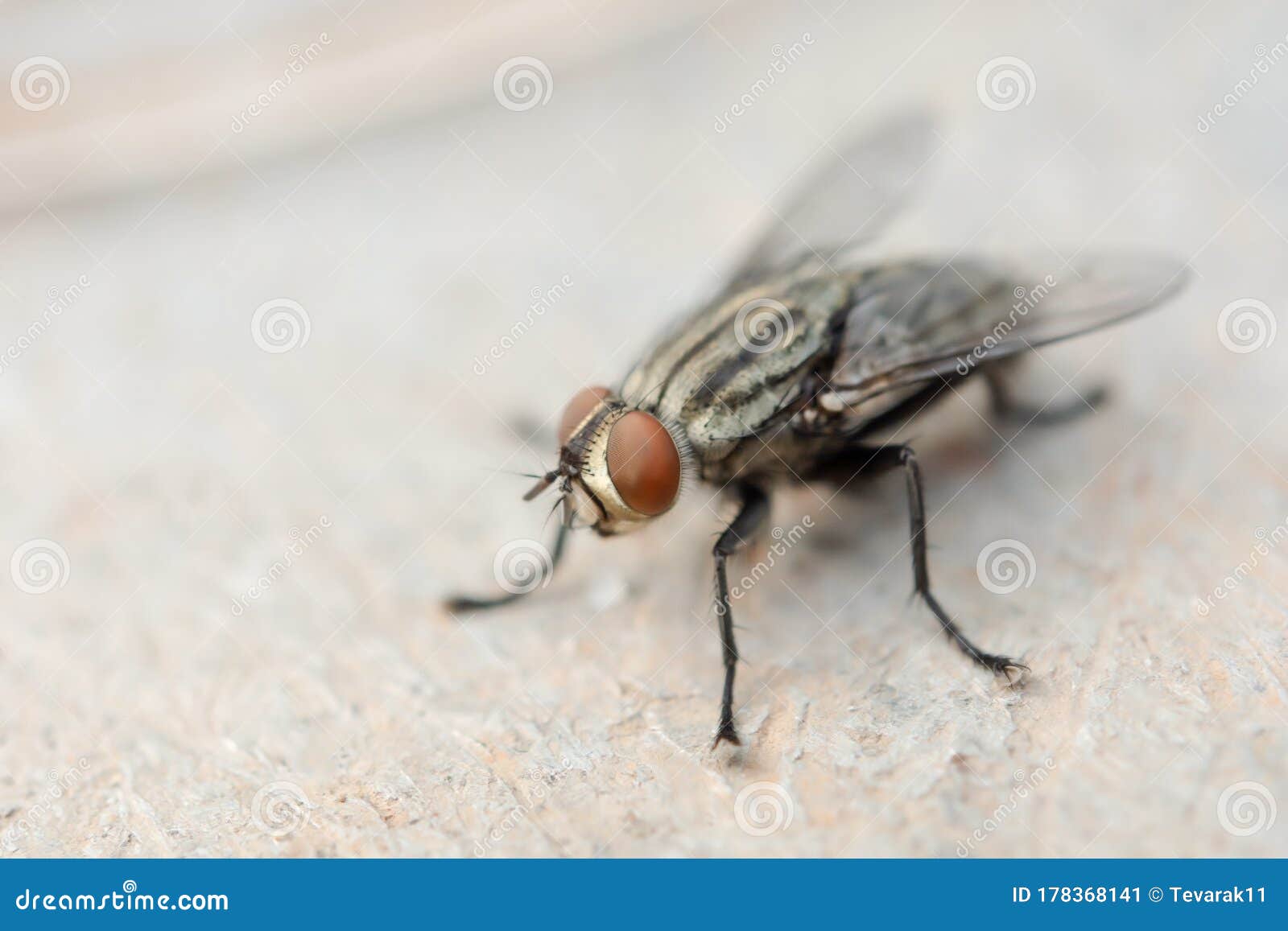 Macro Shot of Fly. Live House Fly Stock Image - Image of isolated, wing ...