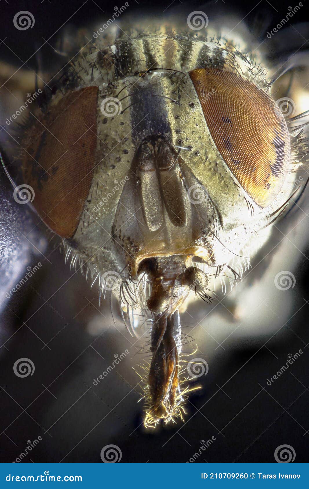 A Macro Shot of Fly . Live Housefly .Insect Close-up. Macro Sharp and ...