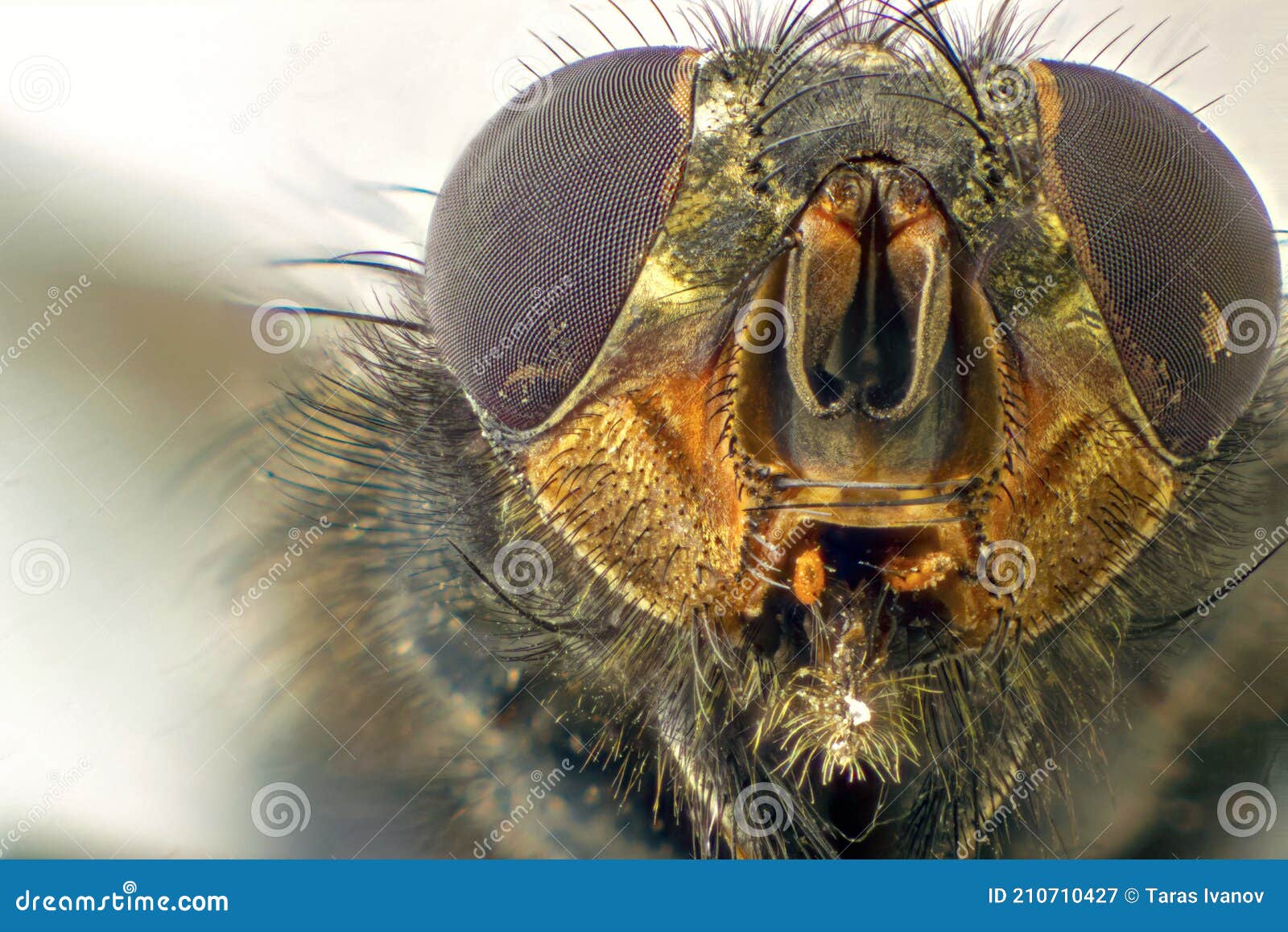 A Macro Shot of Fly . Live Housefly .Insect Close-up. Macro Sharp and ...