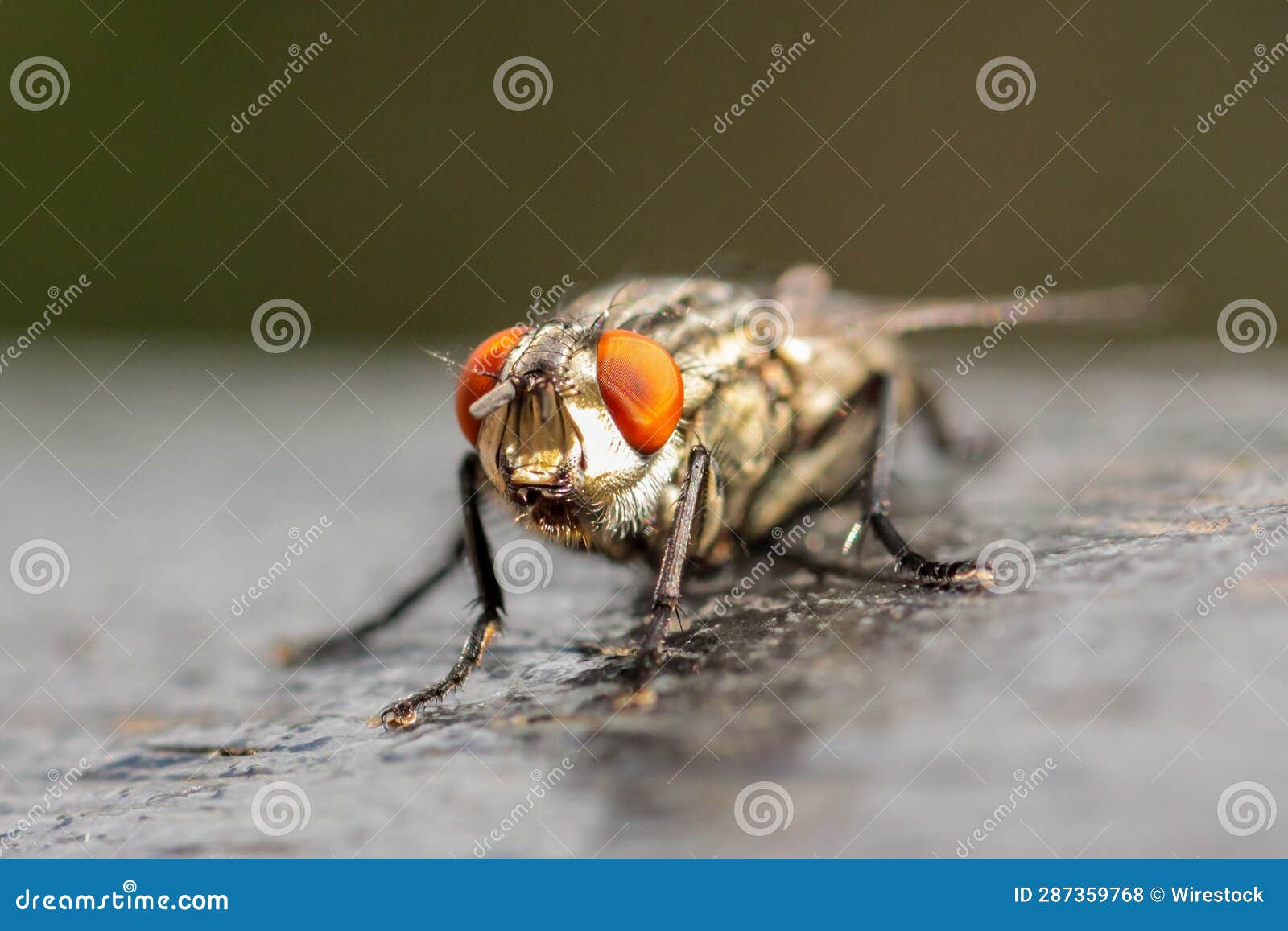 Macro Shot of a Fly Perched on a Wooden Surface Stock Photo - Image of ...