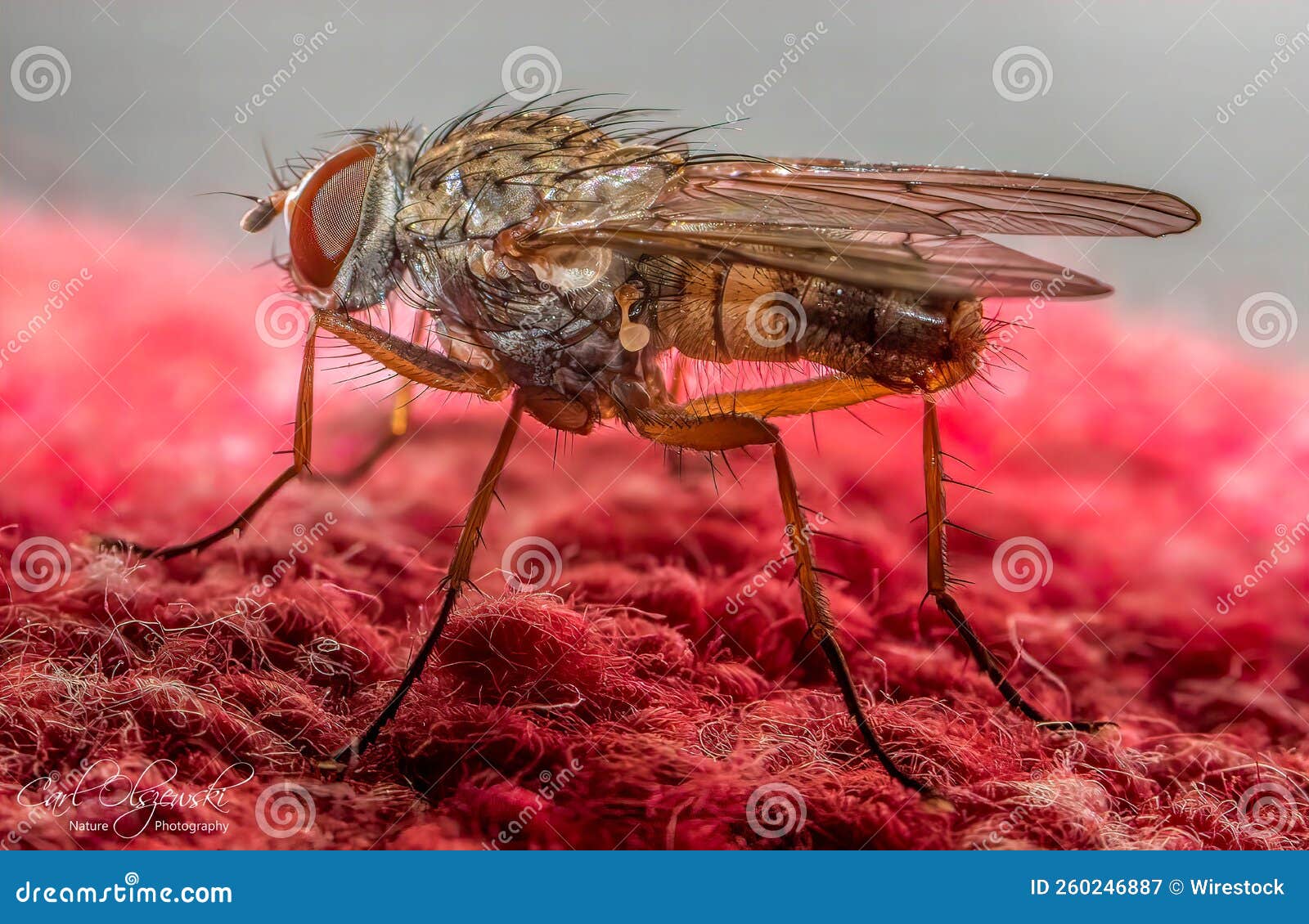 Macro Shot of a Fly on a Red Surface Stock Image - Image of insect ...