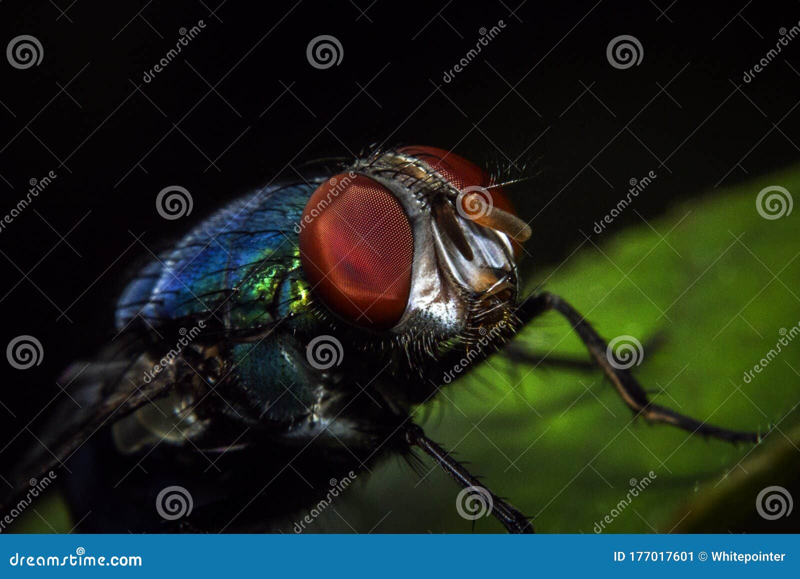 Macro Shot a Fly Resting on the Leaf Stock Image - Image of leaf, kill ...