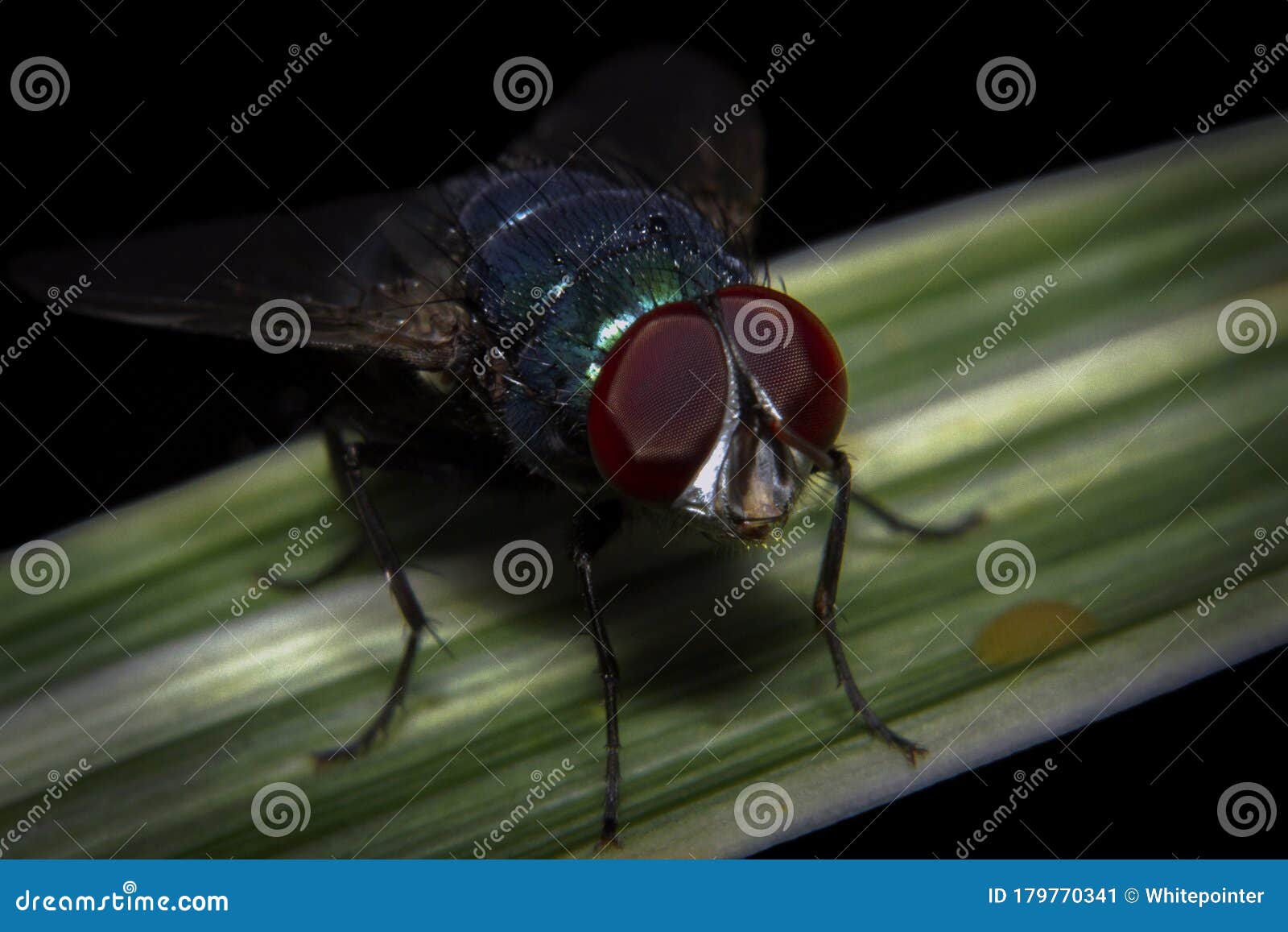 Macro Shot a Fly Resting on the Leaf Stock Image - Image of color ...