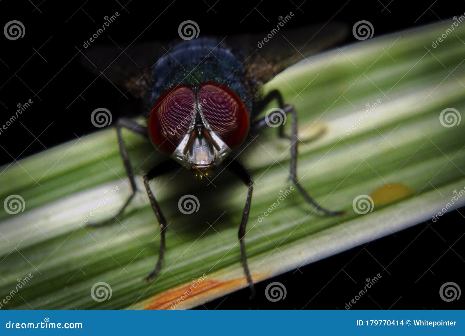 Macro Shot a Fly Resting on the Leaf Stock Photo - Image of easy ...