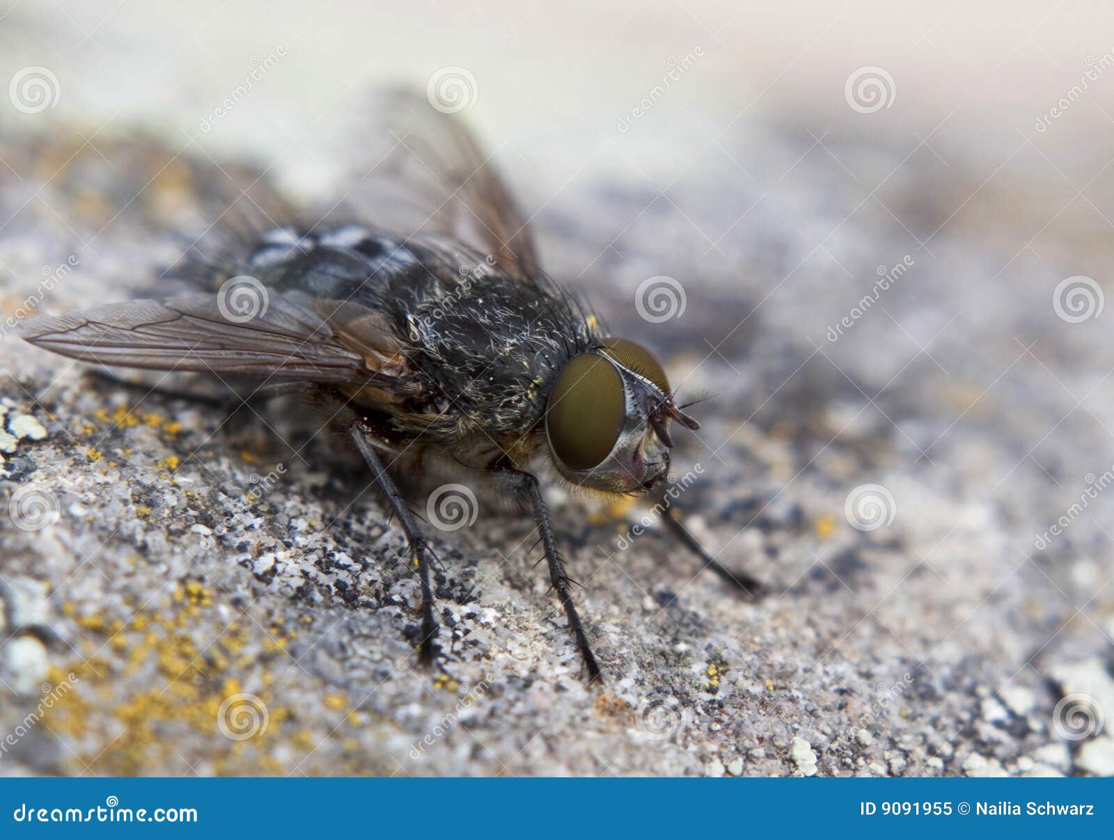 Macro Shot of Fly on Rock Surface Stock Image - Image of outdoor ...