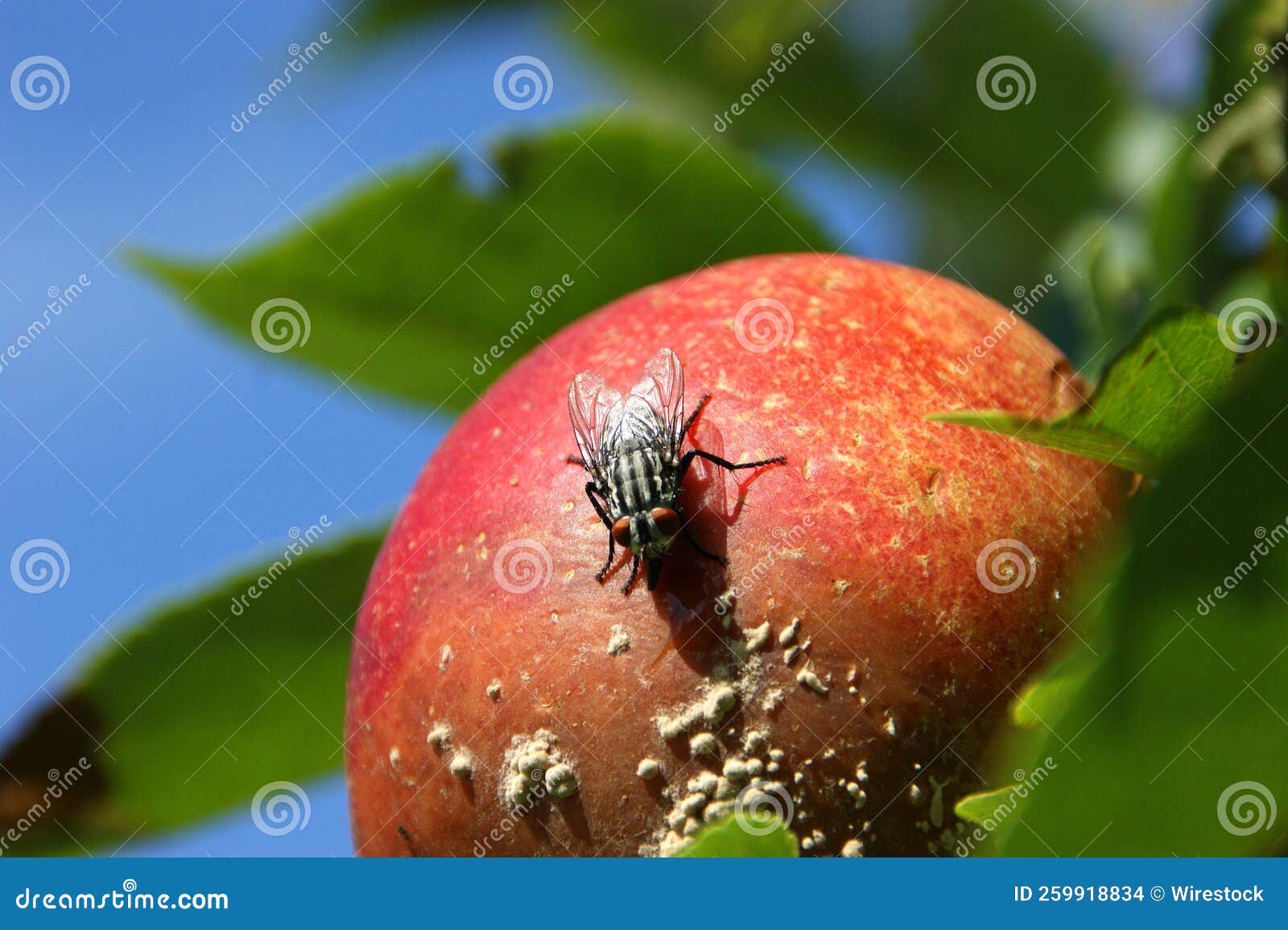 Macro Shot of a Fly on the Rotten Apple Stock Photo - Image of nature ...