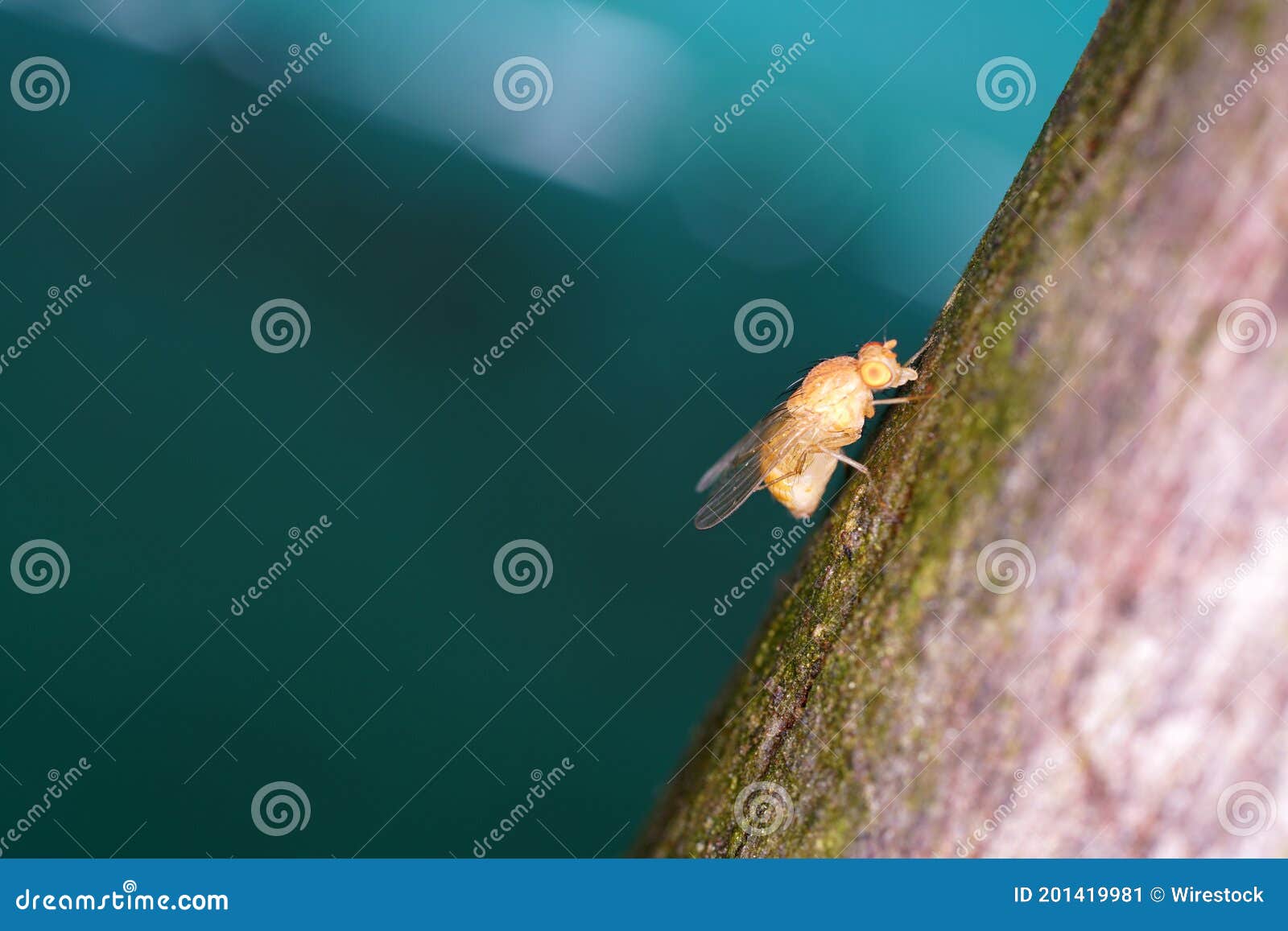 Macro Shot of a Fly on a Tree Trunk Stock Image - Image of close ...