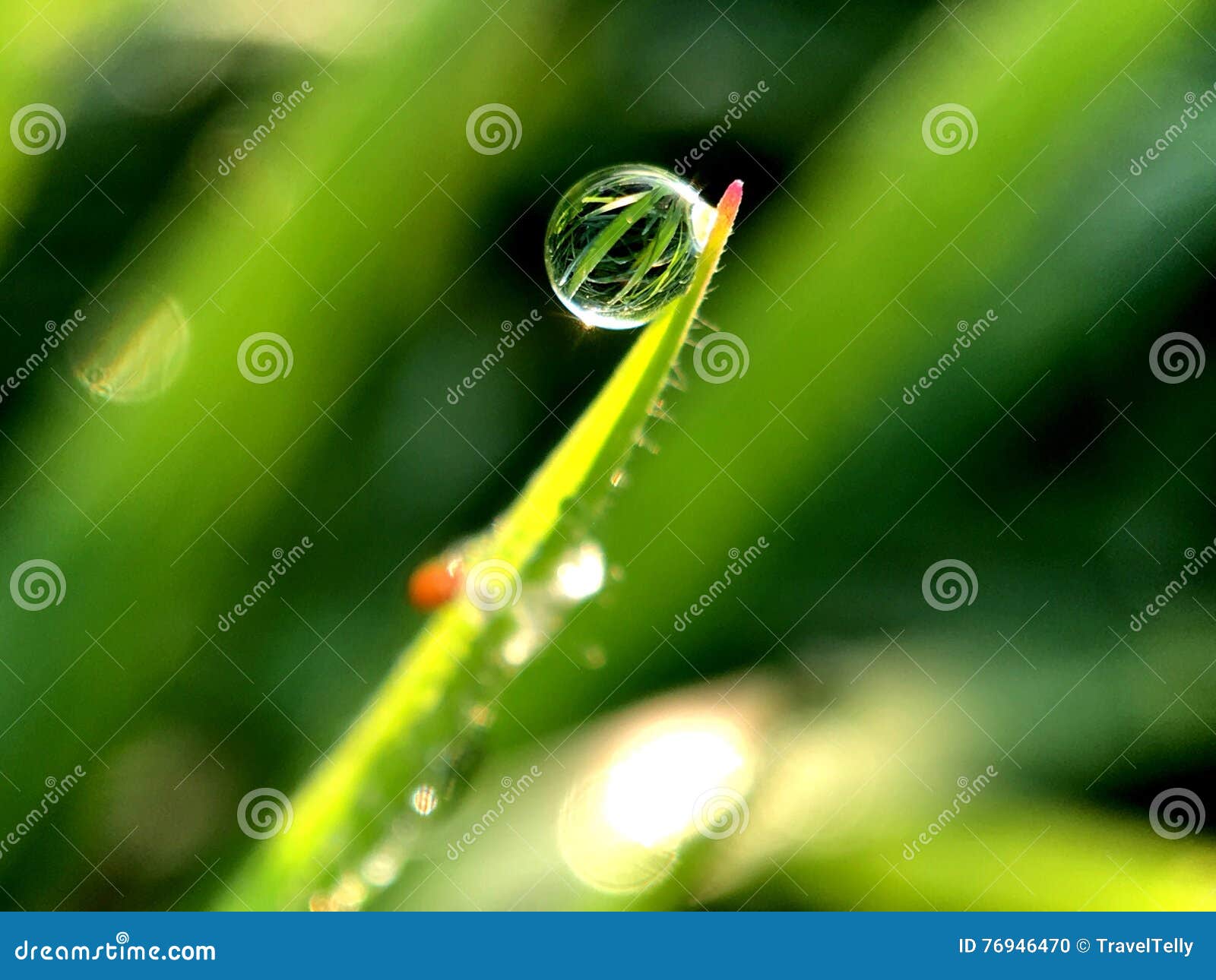 Macro Shot Fog Drop Leaf Stock Photos - Free & Royalty-Free Stock ...