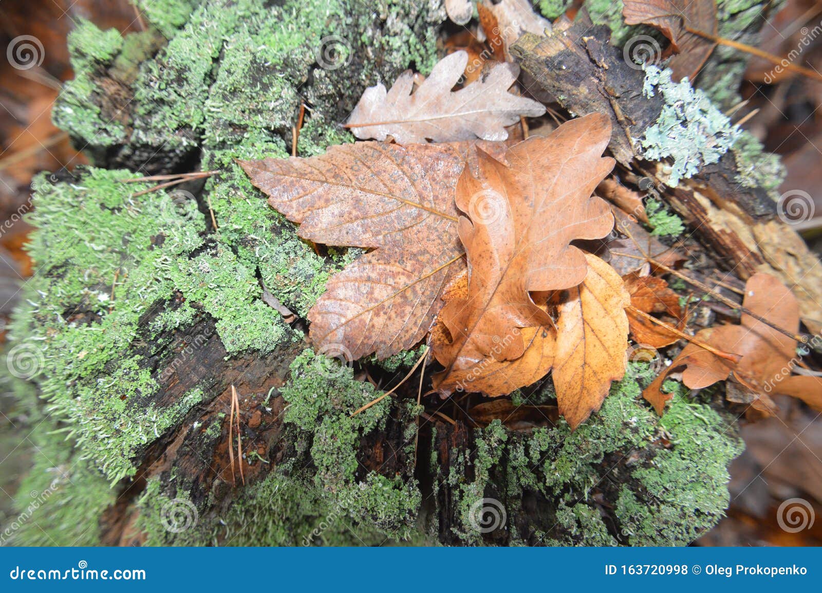 Macro Shot of Forest Fallen Leaves after Rain in Nature Stock Photo ...