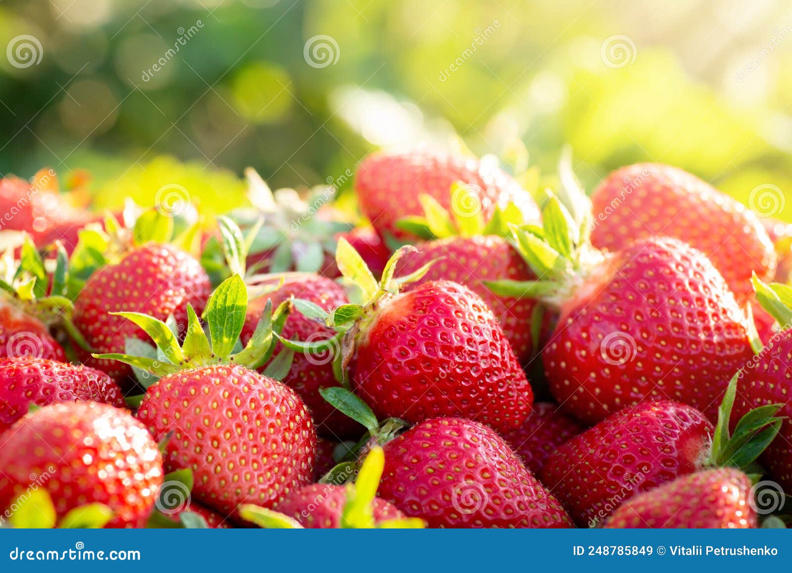 Macro Shot of Fresh Organic Strawberry Lit by Morning Sunlight ...