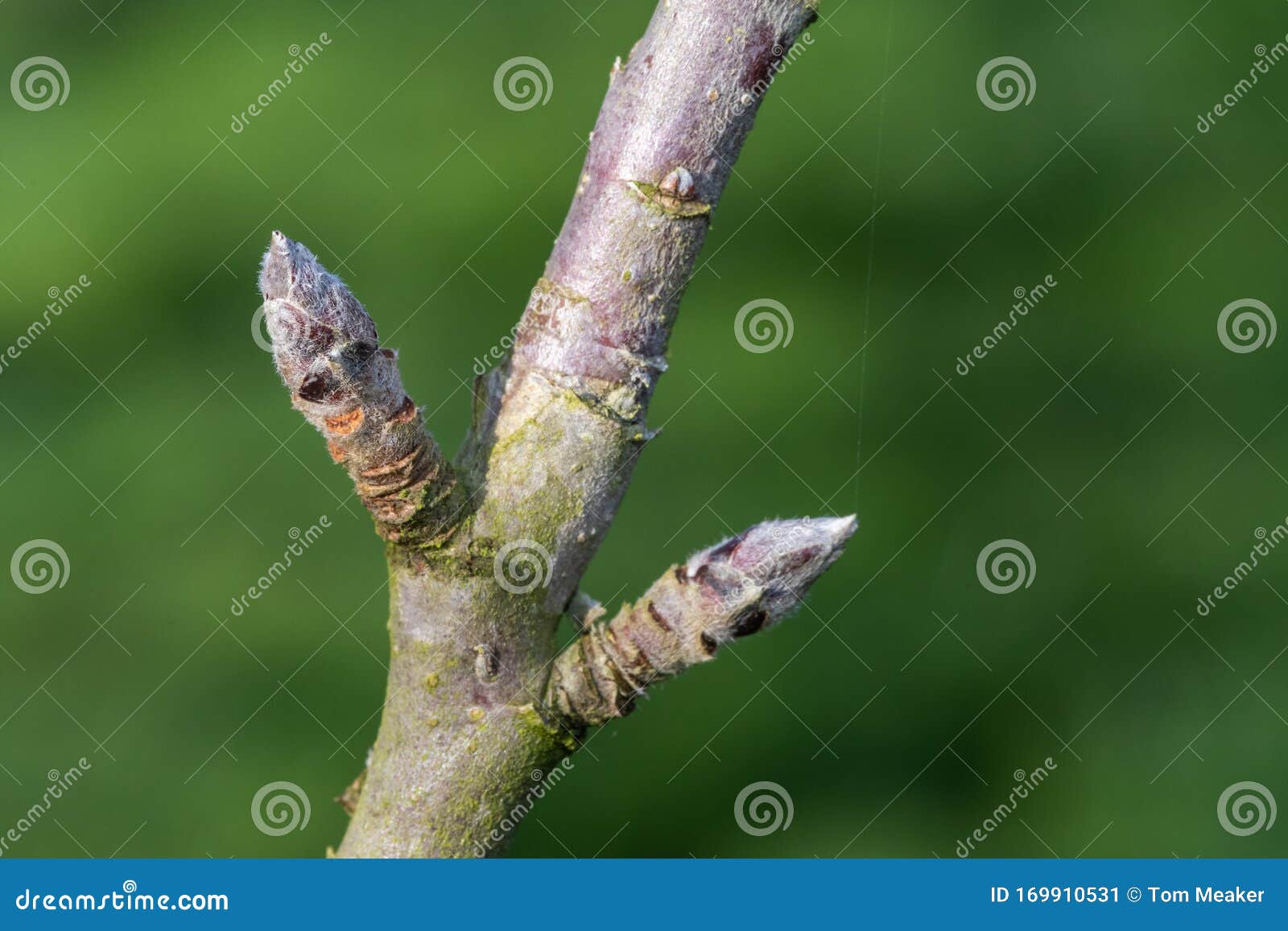 Apple fruit bud stock image. Image of nature, botanical - 169910531