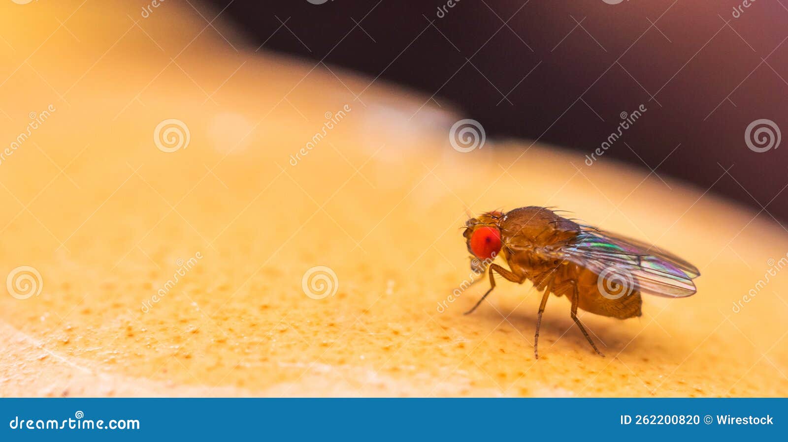 Macro Shot of a Fruit Fly, Drosophila Stock Photo - Image of colors ...
