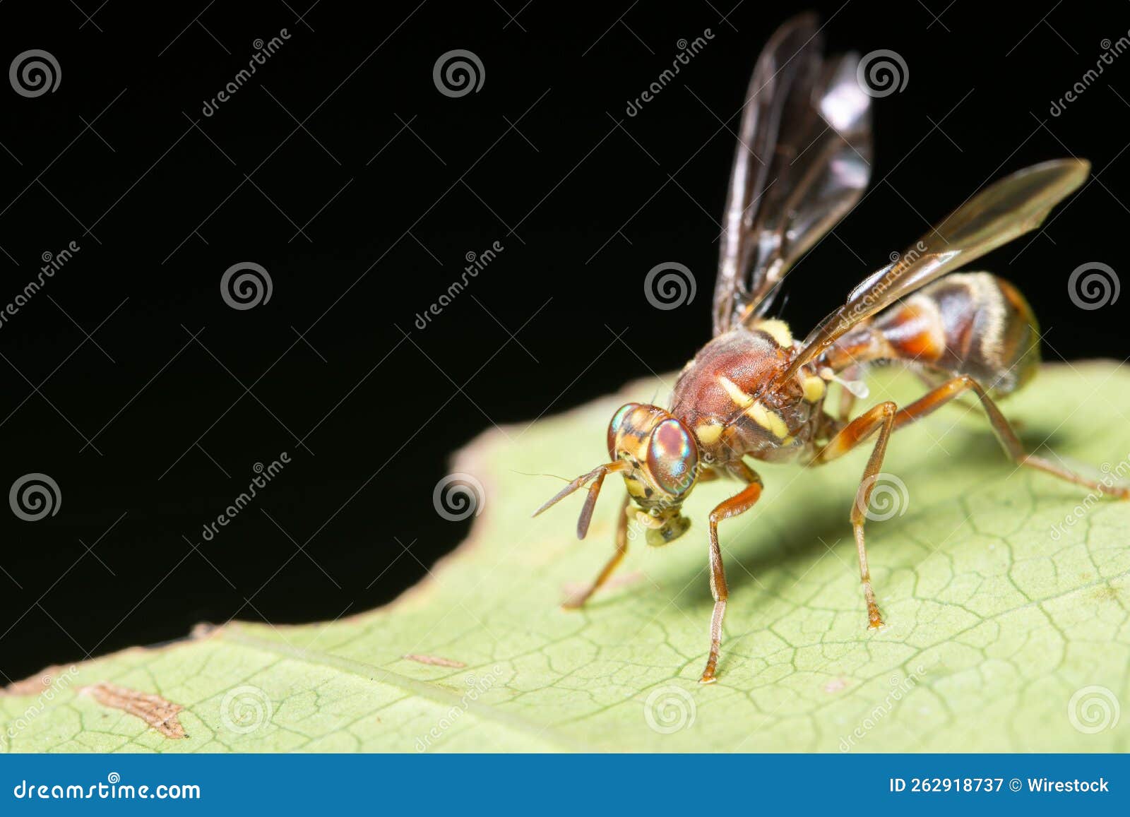 Macro Shot of a Fruit Fly on a Leaf Stock Image - Image of macro, pest ...