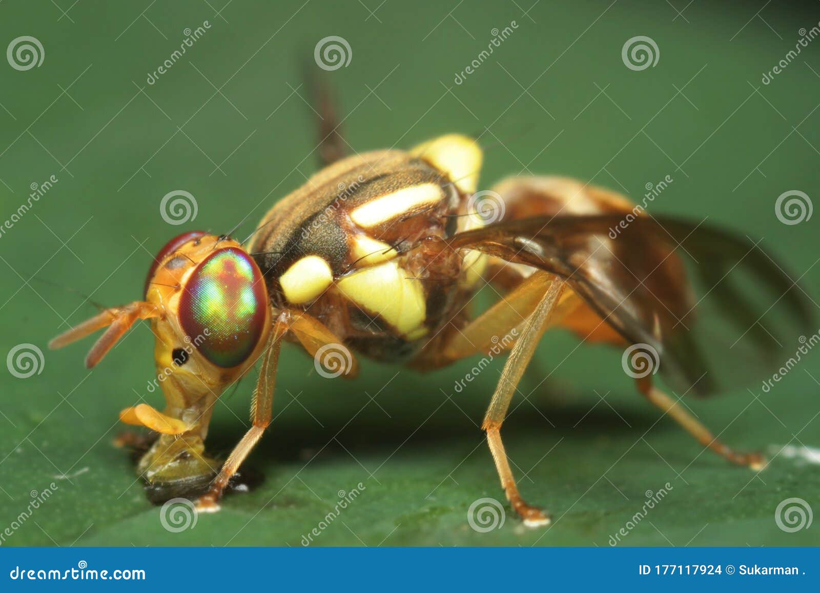 Macro shot of fruit fly. stock photo. Image of animal - 177117924