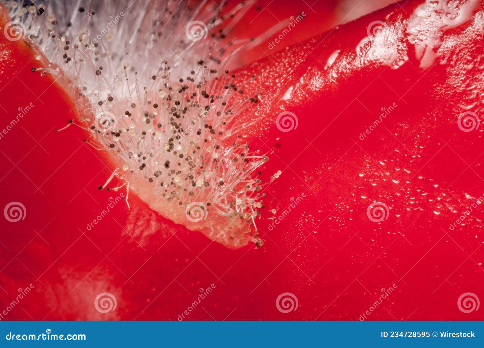 Macro Shot of Fungus on Red Pepper Stock Image - Image of macro ...