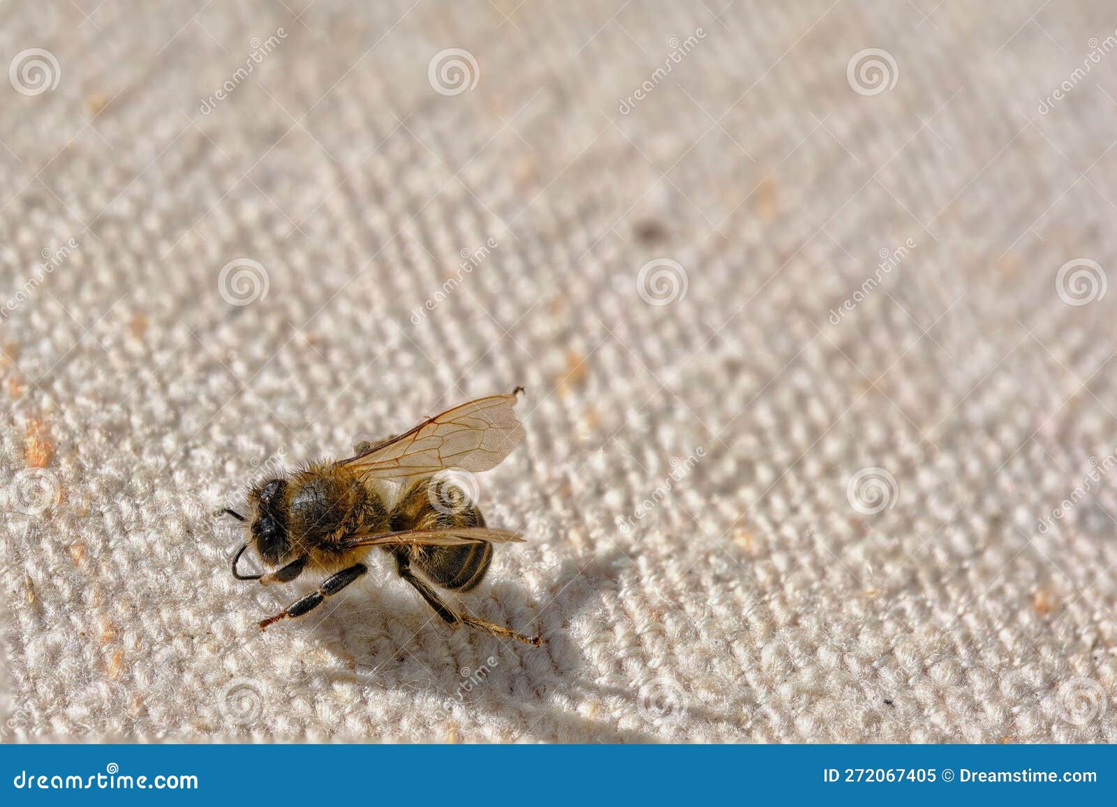 Macro Shot of a Fuzzy Bee on a Brown Textured Fabric Surface Stock ...