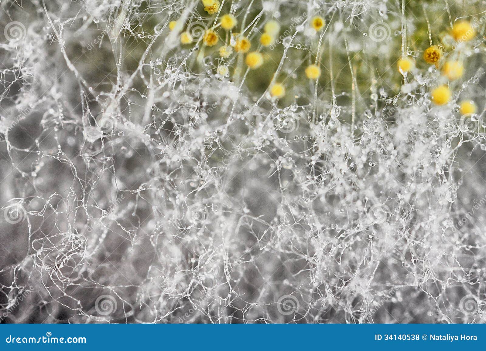 Macro shot of fuzzy mold stock photo. Image of messy - 34140538