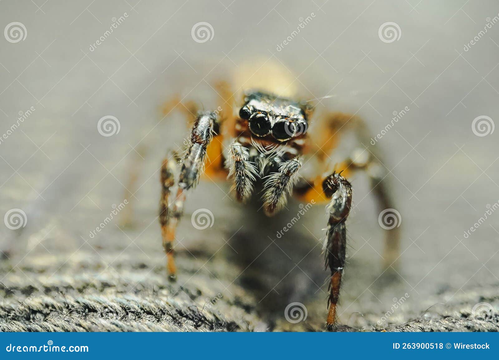 Macro Shot of a Fuzzy Spider Crawling on a Fabric Surface Stock Photo ...