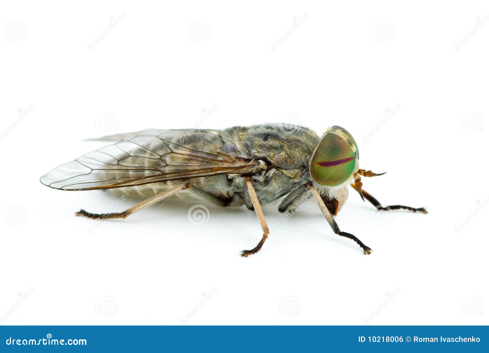 Macro shot of gadfly stock photo. Image of insect, sucker - 10218006