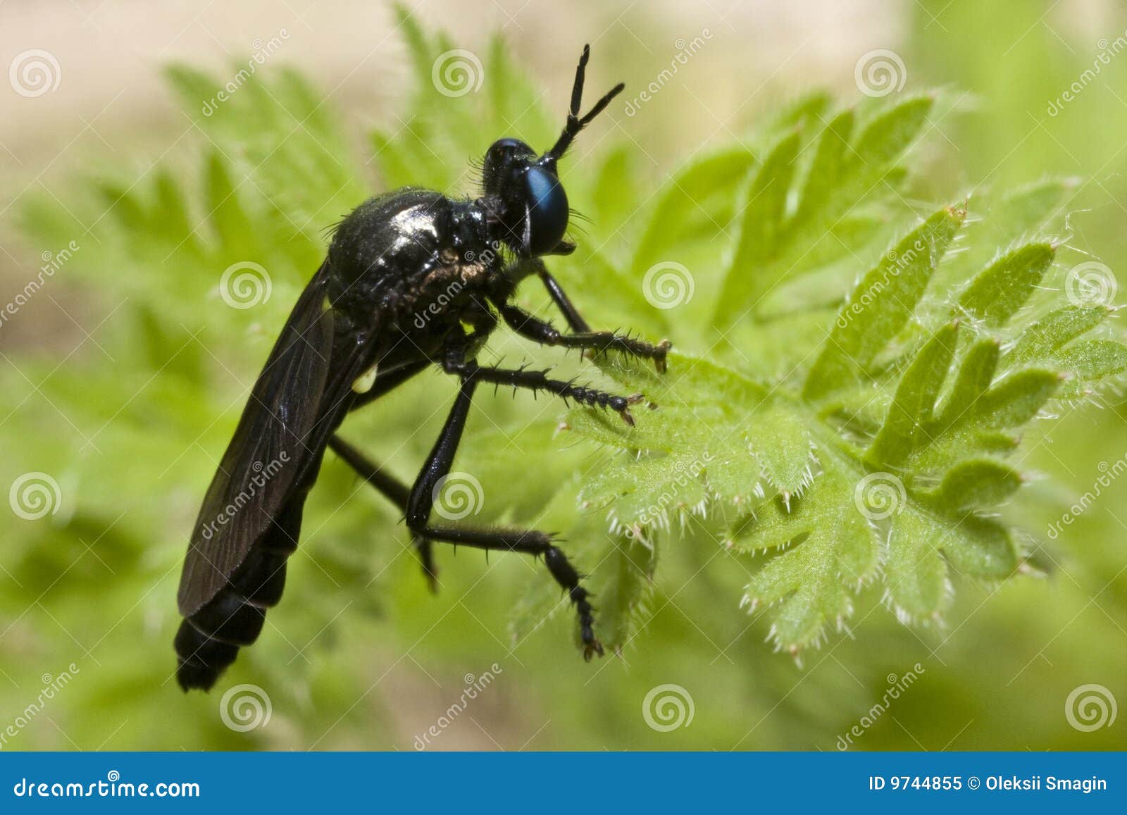 Macro Shot Gadfly on Dandelion Stock Image - Image of oestrus, green ...