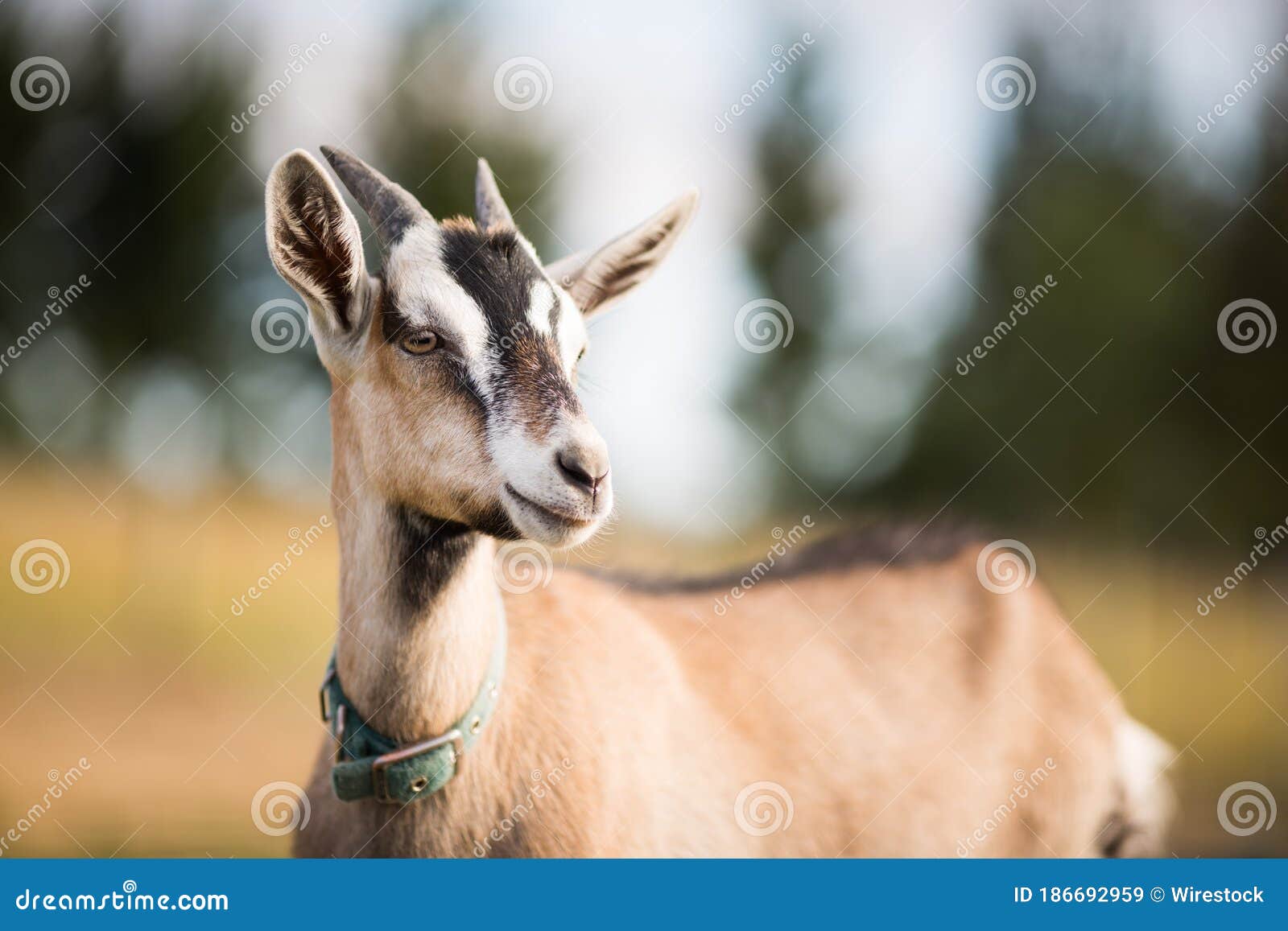 Macro Shot of a Goat Looking into the Distance in a Field during ...