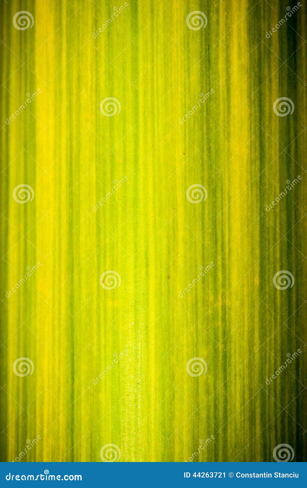 Macro Shot of Green Bamboo Texture Stock Image - Image of nature ...