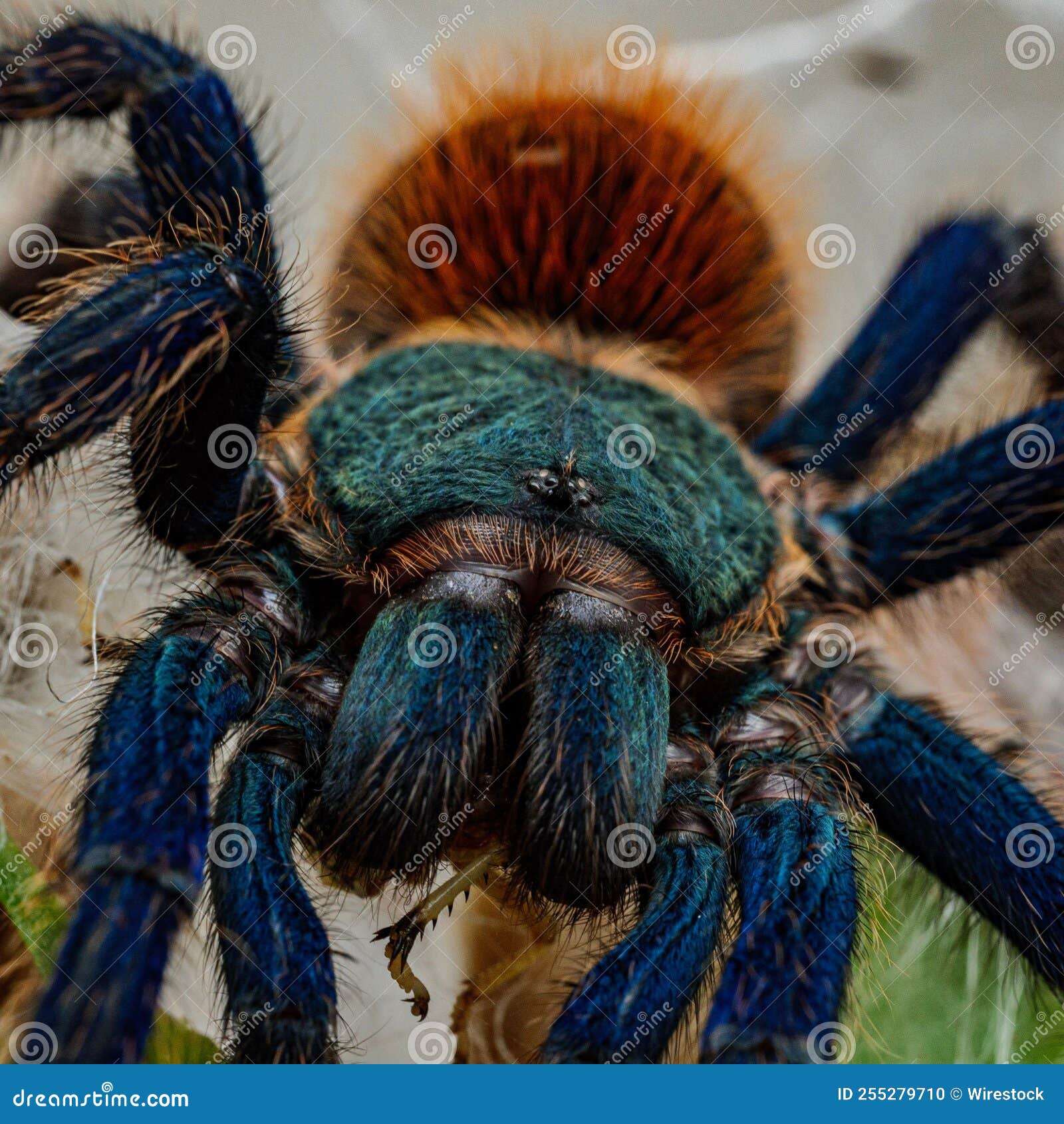 Macro Shot of a Green Bottle Blue Tarantula Stock Photo - Image of ...