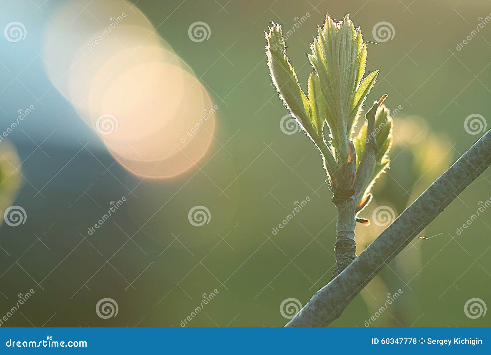 Macro shot of green branch stock photo. Image of green - 60347778