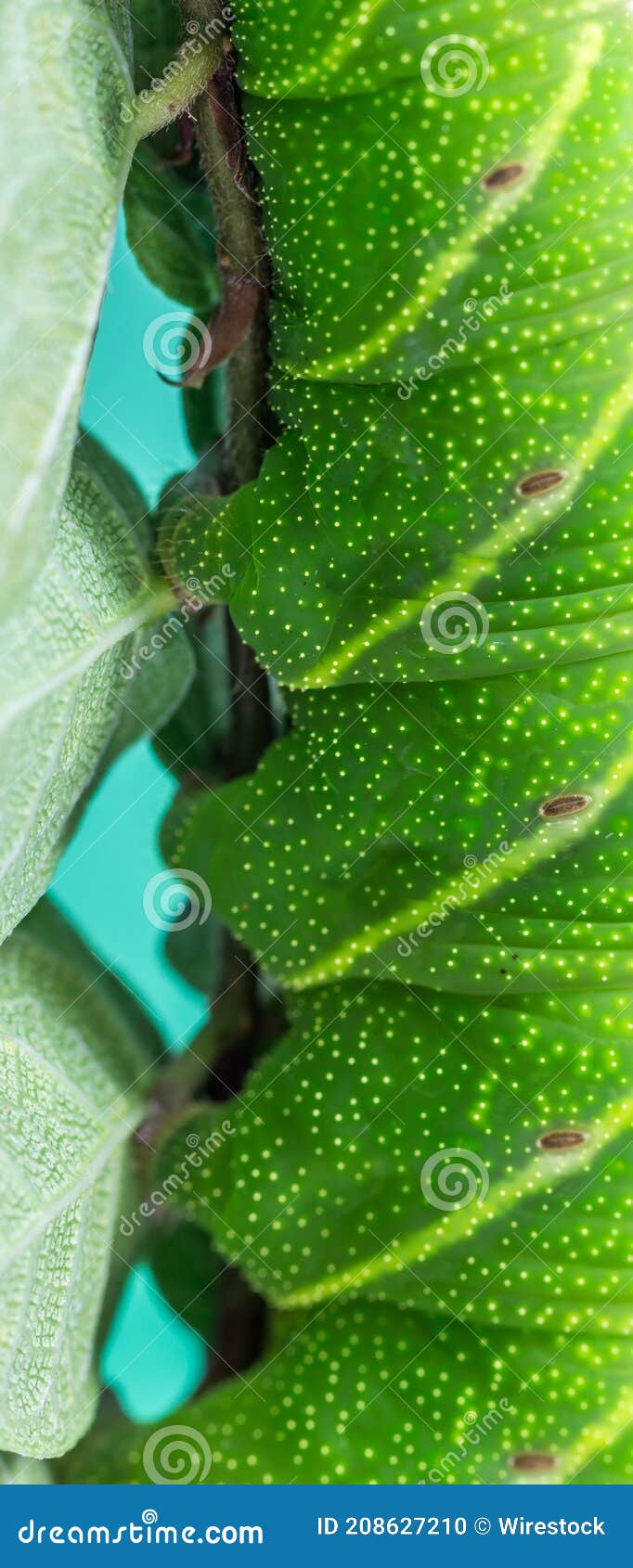Macro Shot of a Green Caterpillar Skin Texture Stock Photo - Image of ...