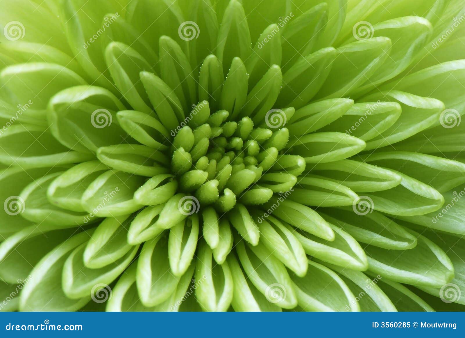 Macro Shot of a Green Flower Stock Image - Image of fragrant, real: 3560285
