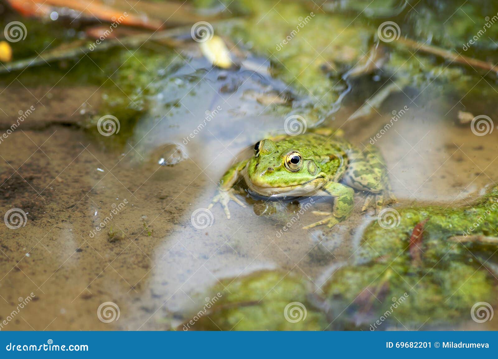 Macro Shot of a Green Frog in the Swamp Stock Image - Image of mirror ...