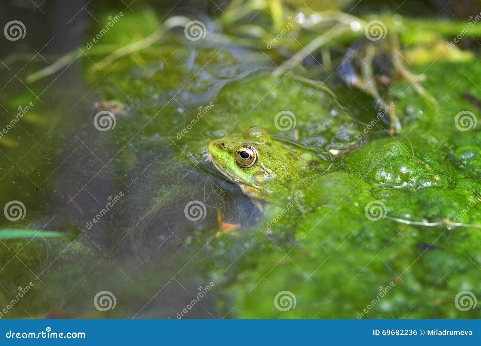 Macro Shot of a Green Frog in the Swamp Stock Photo - Image of petal ...