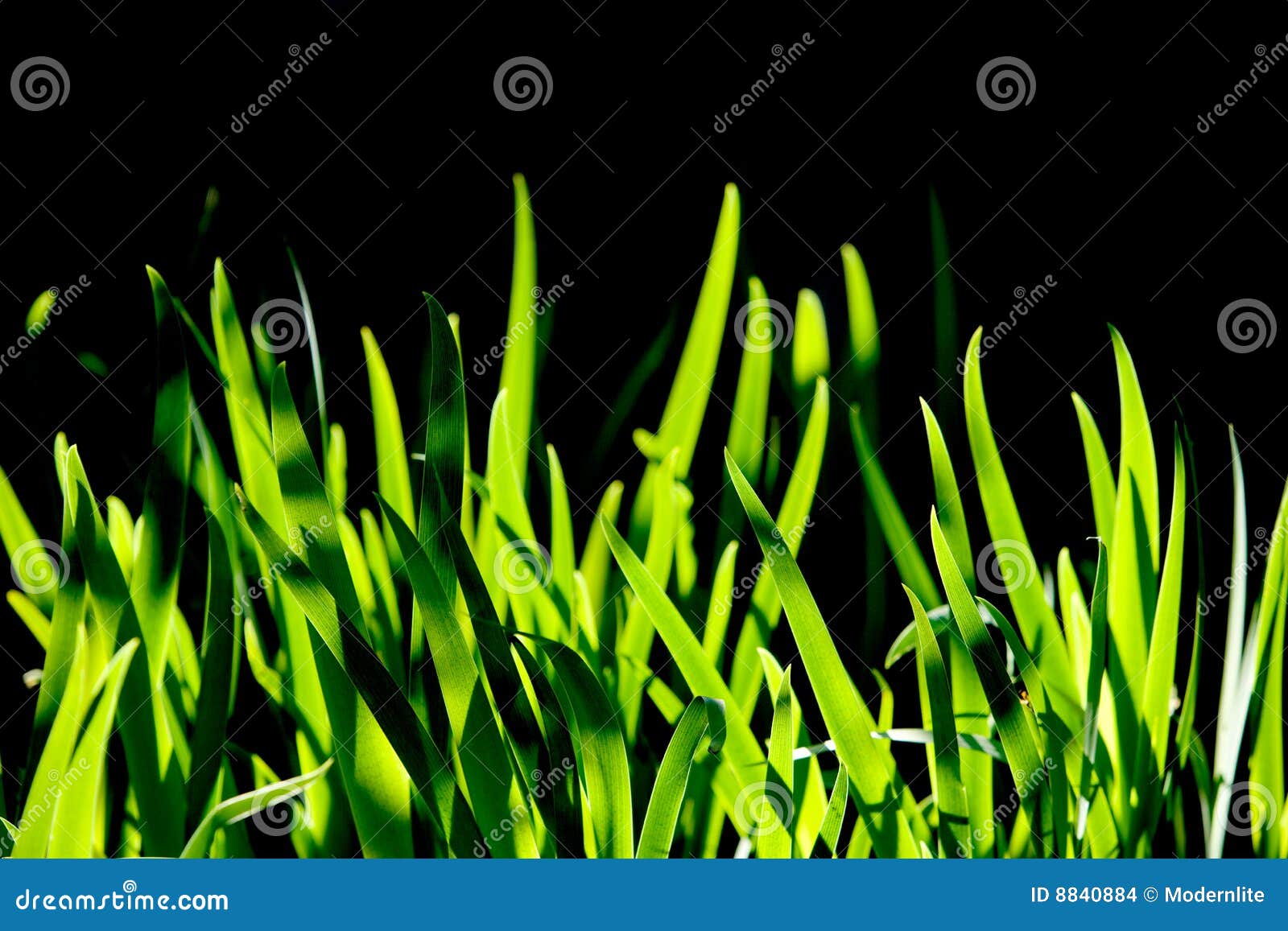 Macro shot of green grass stock photo. Image of decor - 8840884